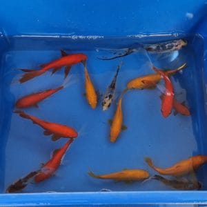 Love Aquatics – High Grade Koi Carp, direct to your door