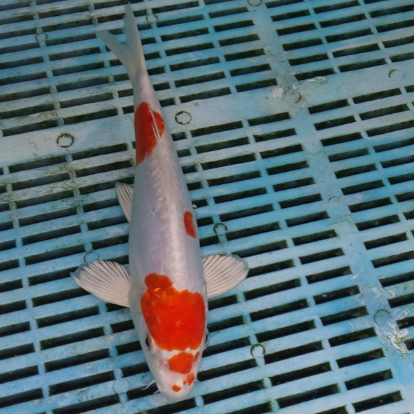 Love Aquatics – High Grade Koi Carp, direct to your door