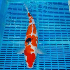 Love Aquatics – High Grade Koi Carp, direct to your door