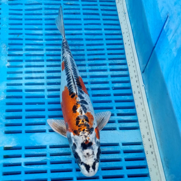 Love Aquatics – High Grade Koi Carp, direct to your door