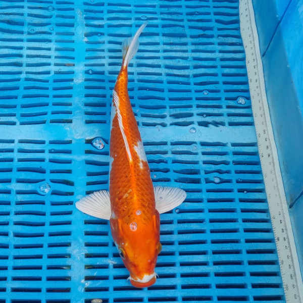 Love Aquatics – High Grade Koi Carp, direct to your door