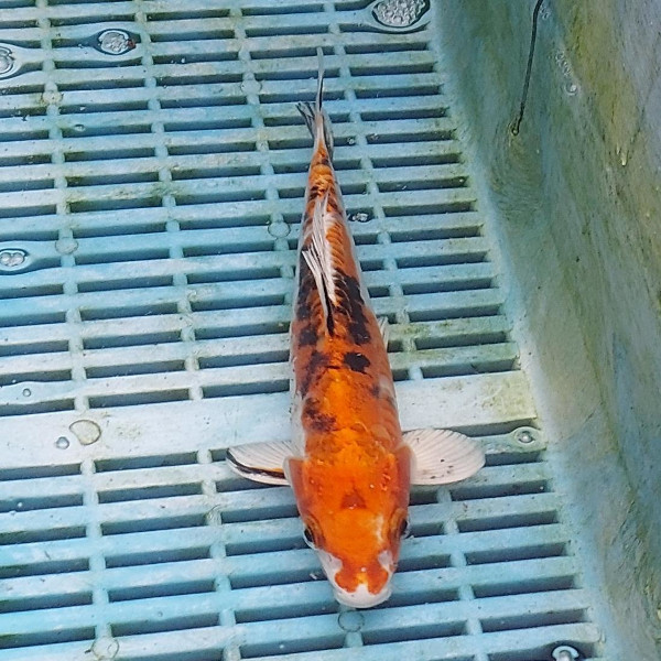Love Aquatics – High Grade Koi Carp, direct to your door