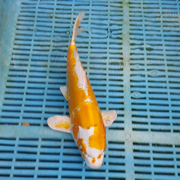 KOI FOR SALE – Love Aquatics