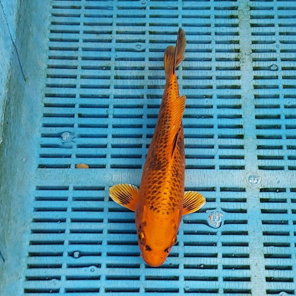 Love Aquatics – High Grade Koi Carp, direct to your door
