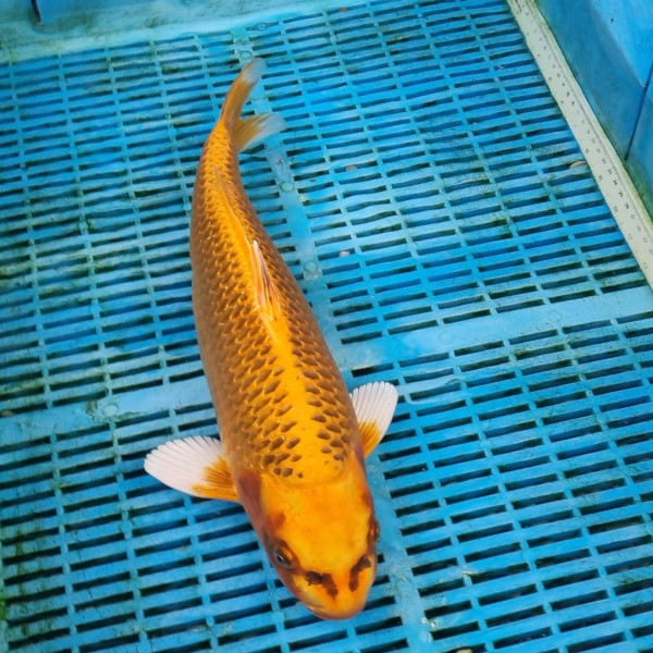 Love Aquatics – High Grade Koi Carp, direct to your door