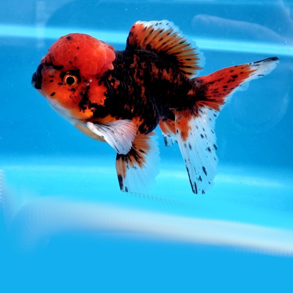 Goldfish – Love Aquatics
