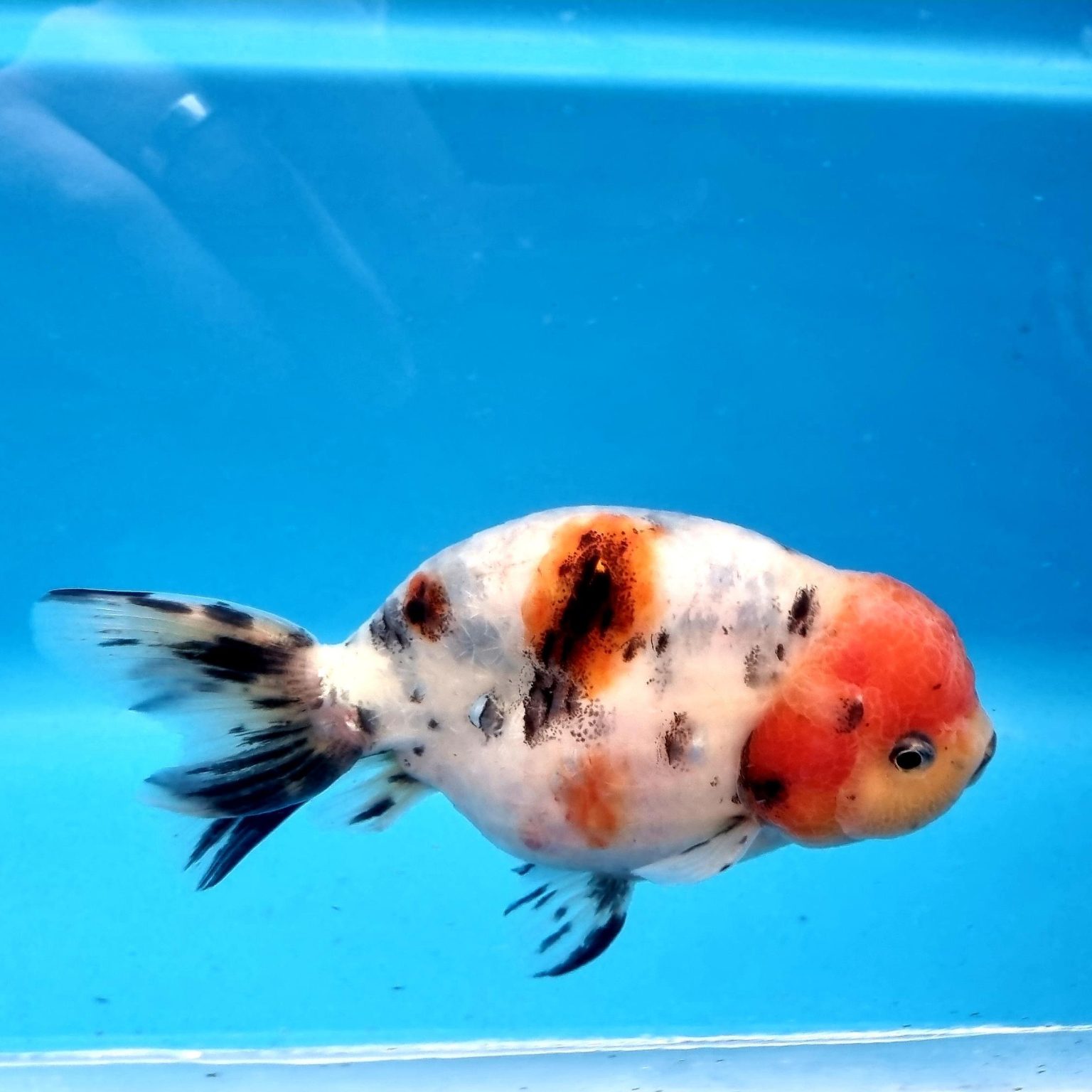 Goldfish – Love Aquatics