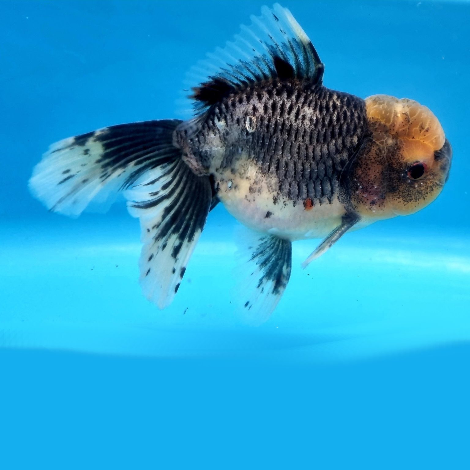 Goldfish – Love Aquatics