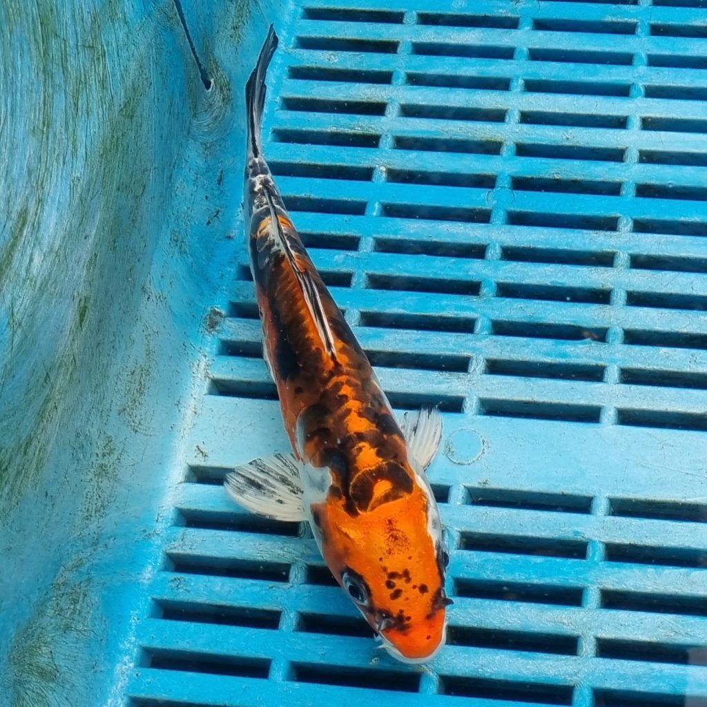 KOI FOR SALE – Love Aquatics