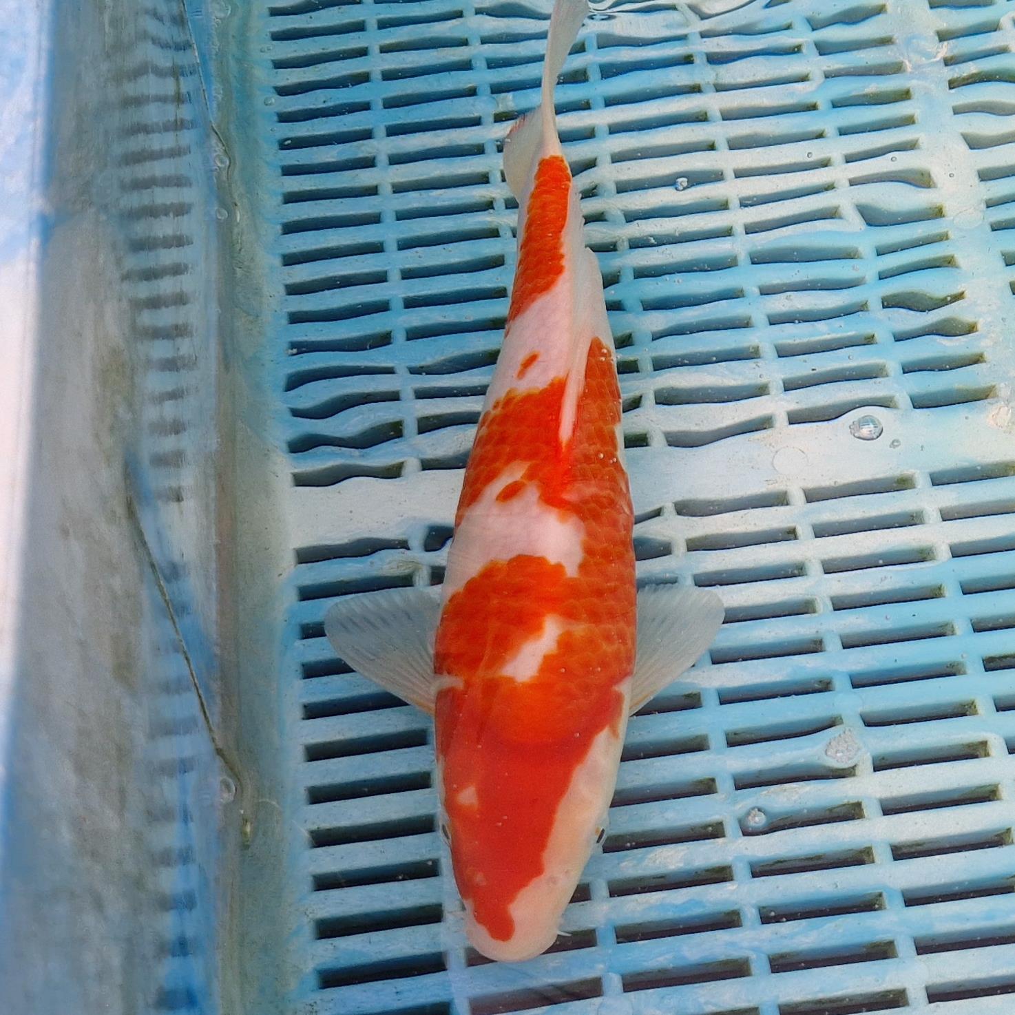 Love Aquatics – High Grade Koi Carp, direct to your door