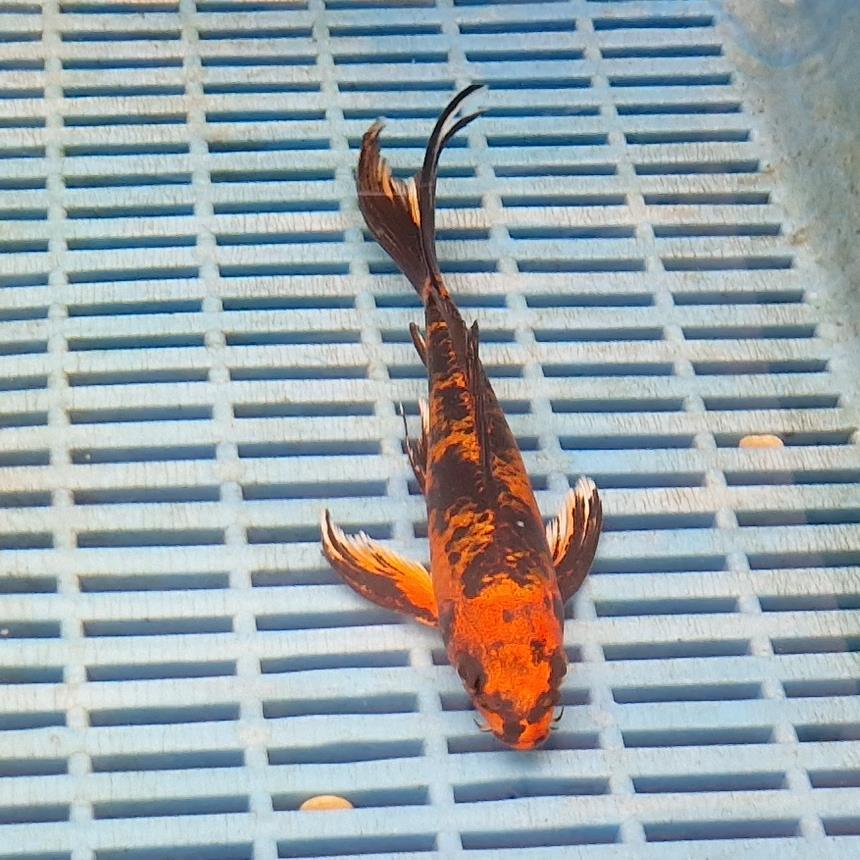 Love Aquatics – High Grade Koi Carp, direct to your door