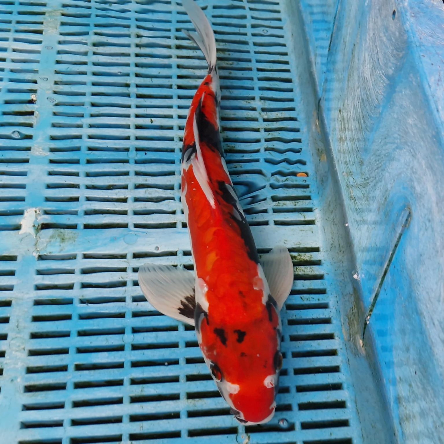Premium Koi Carp Fish and Supplies - Love Aquatics