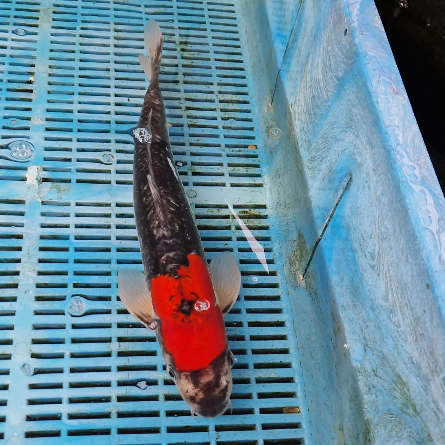 Premium Koi Fish and Supplies - Love Aquatics