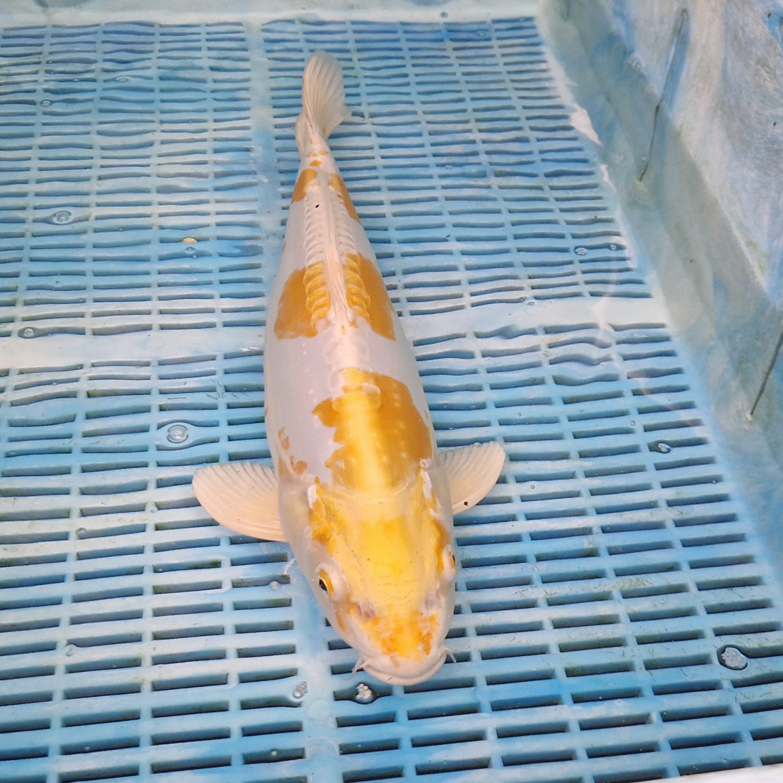 Premium Koi Carp Fish and Supplies - Love Aquatics