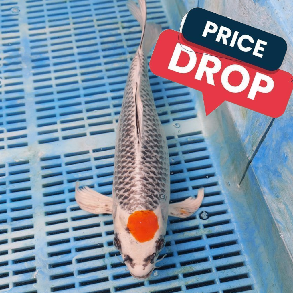 Premium Koi Carp Fish and Supplies - Love Aquatics