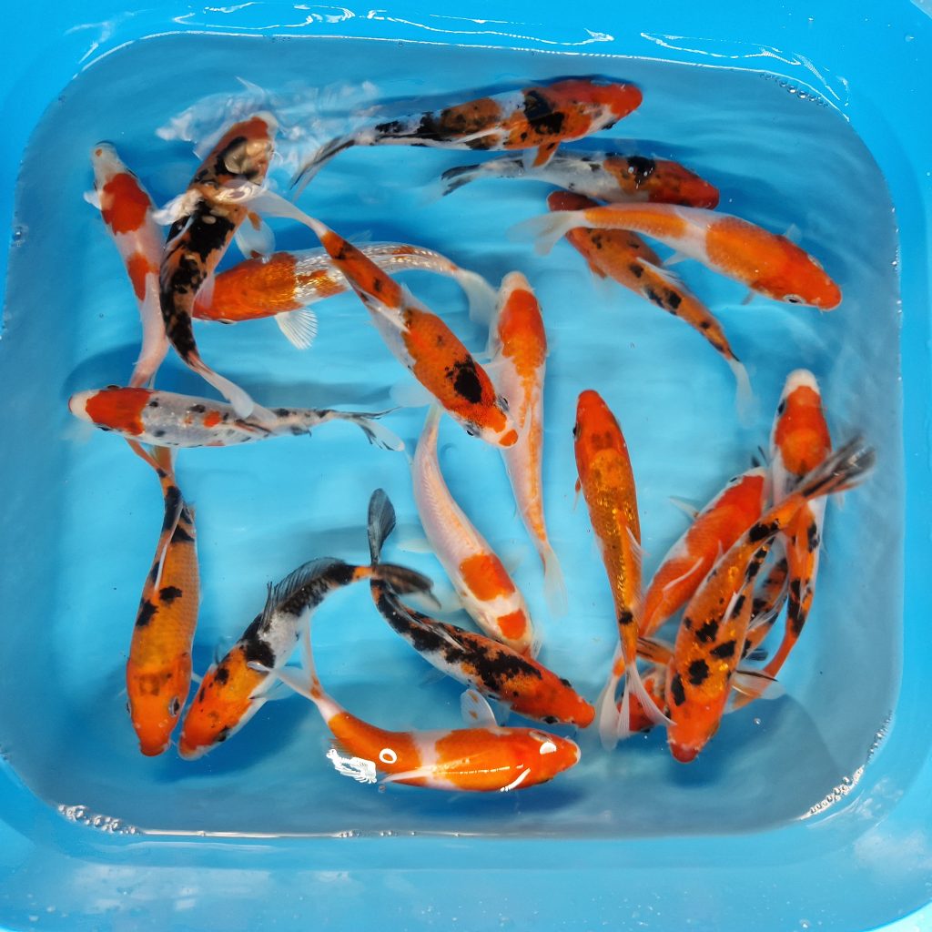 Premium Koi Fish and Supplies - Love Aquatics