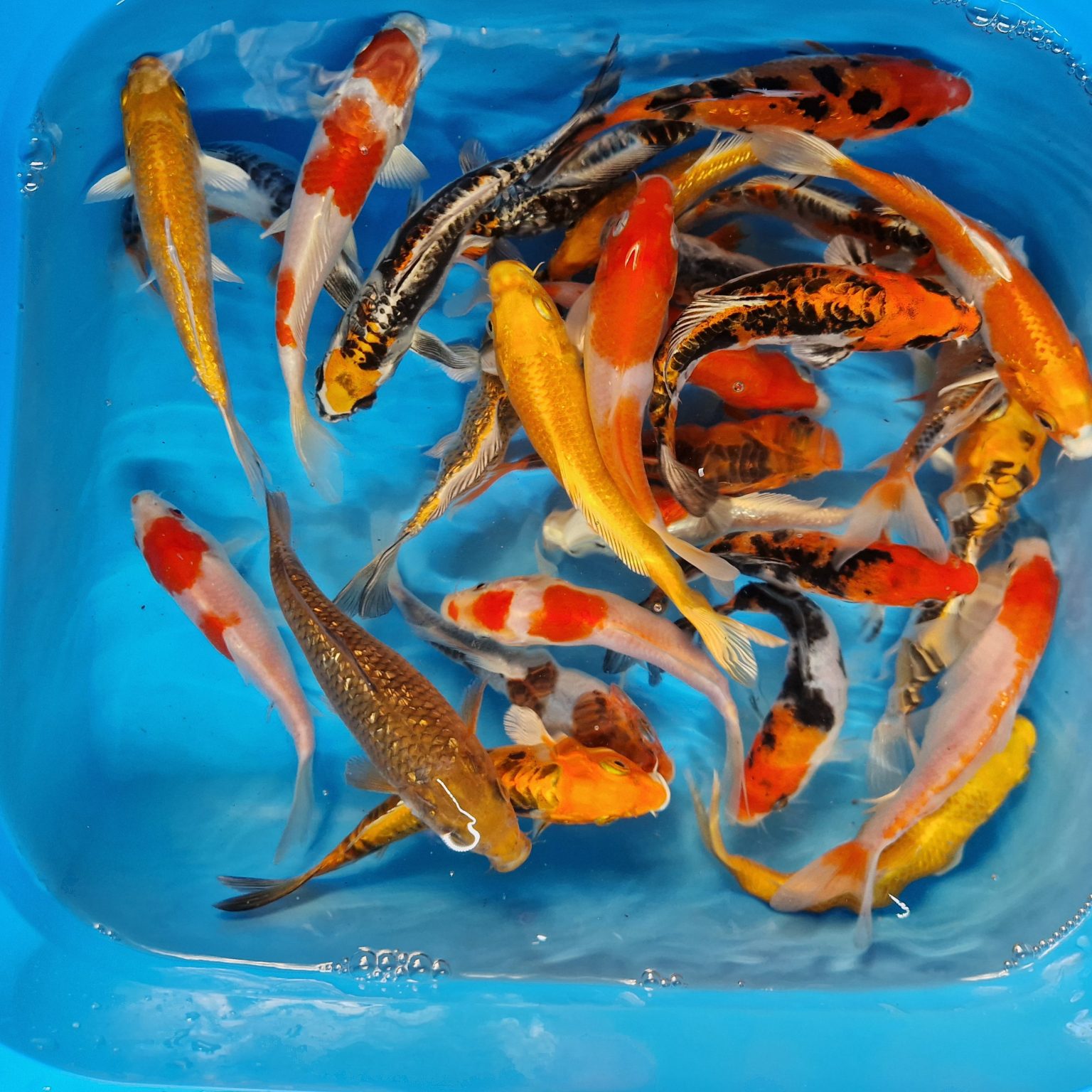 Premium Koi Fish and Supplies - Love Aquatics