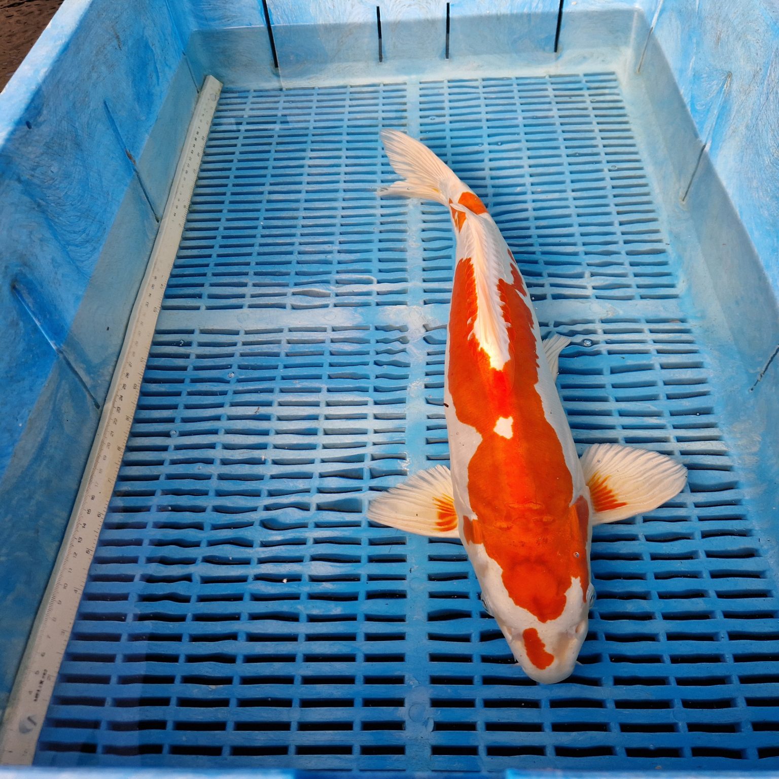 Premium Koi Fish and Supplies - Love Aquatics