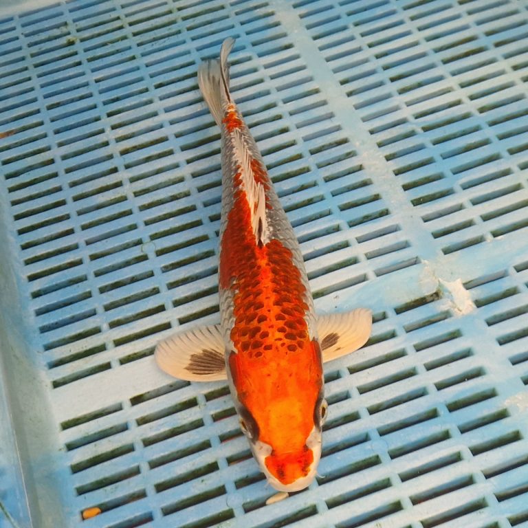 Premium Koi Fish and Supplies - Love Aquatics