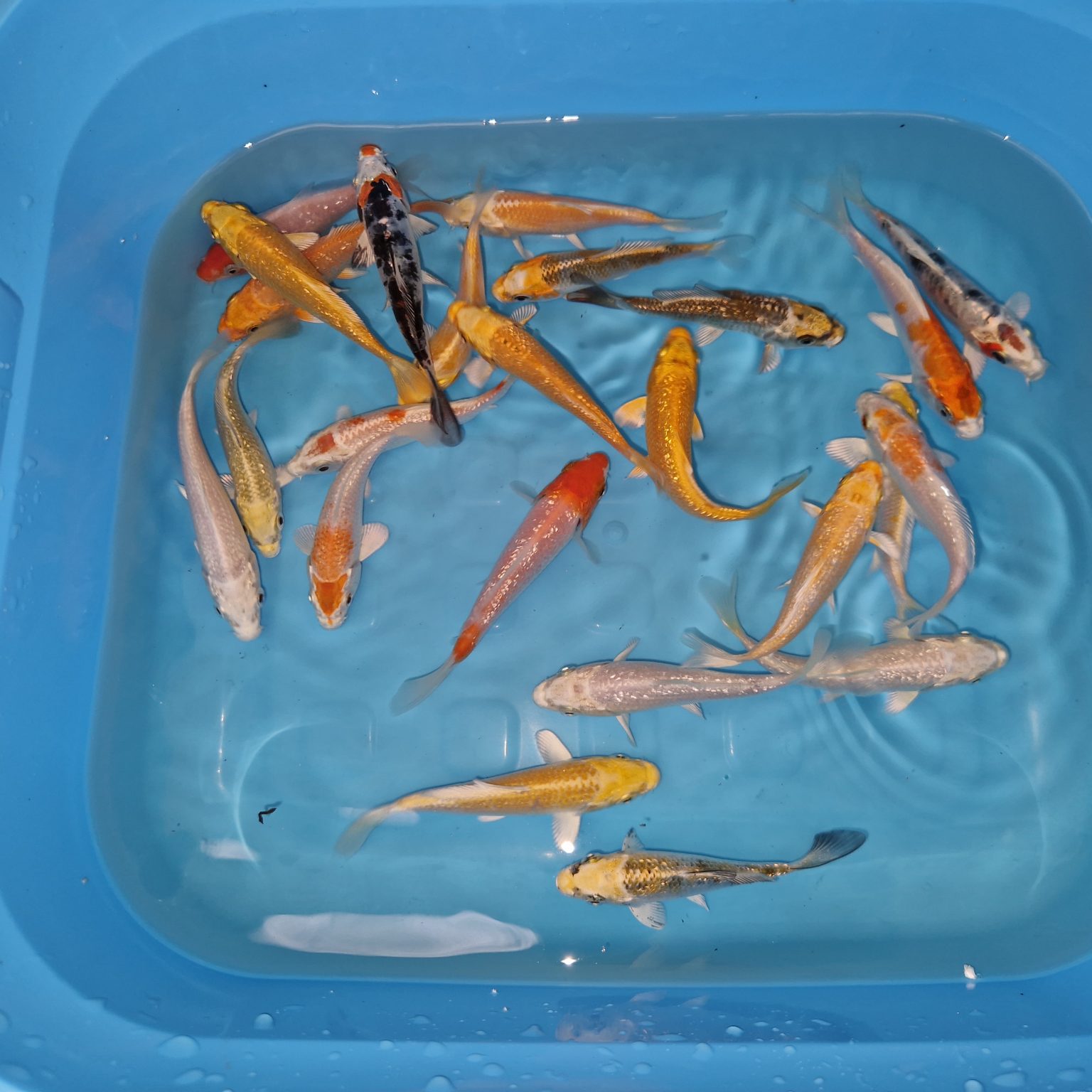 High-Quality Premium Koi Carp For Sale - Love Aquatics