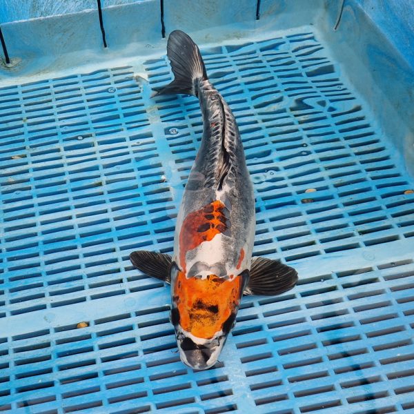 Premium Koi Carp Fish and Supplies - Love Aquatics