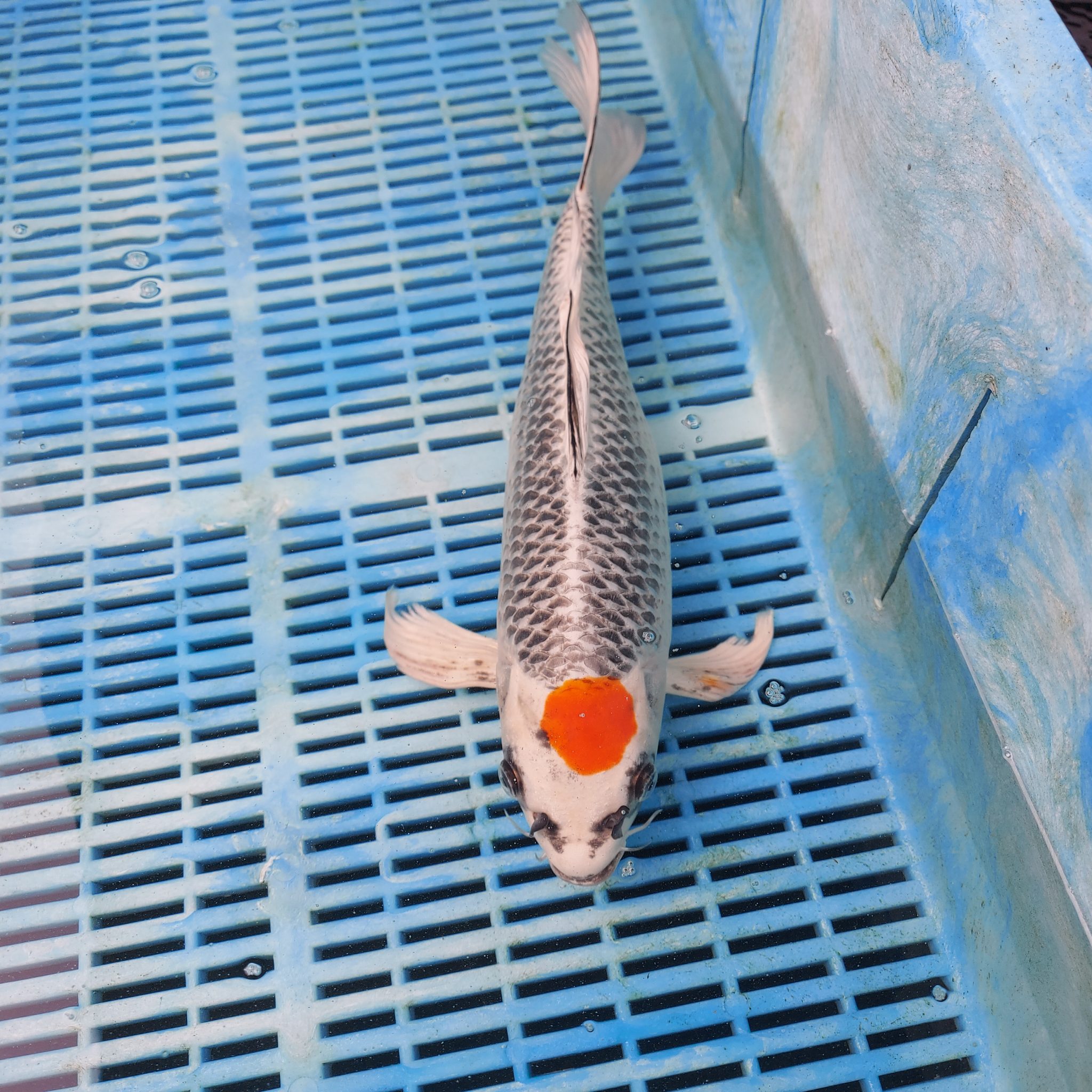 Premium Koi Carp Fish and Supplies - Love Aquatics