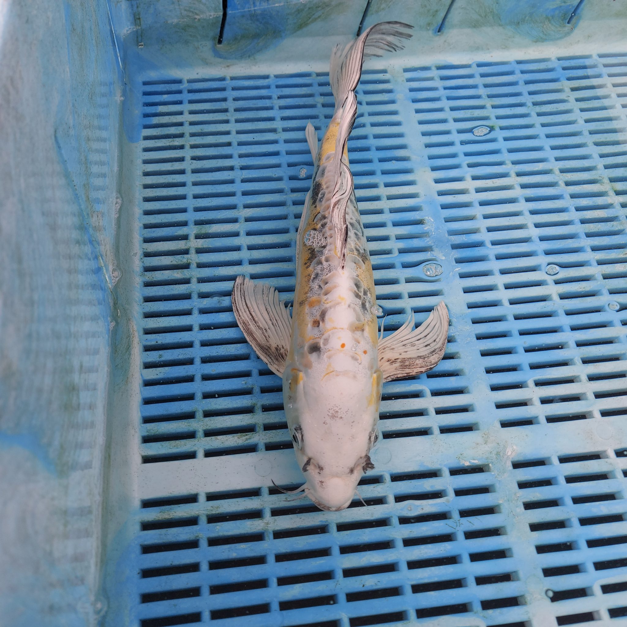 Butterfly Koi Carp for sale - Koi Fish at Love Aquatics