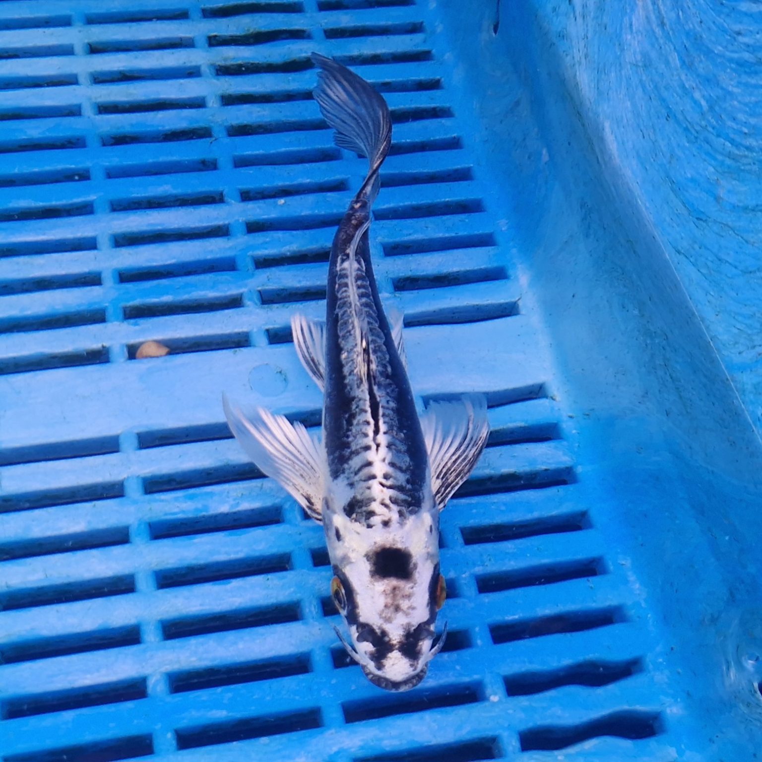 Butterfly Koi Carp for sale - Koi Fish at Love Aquatics