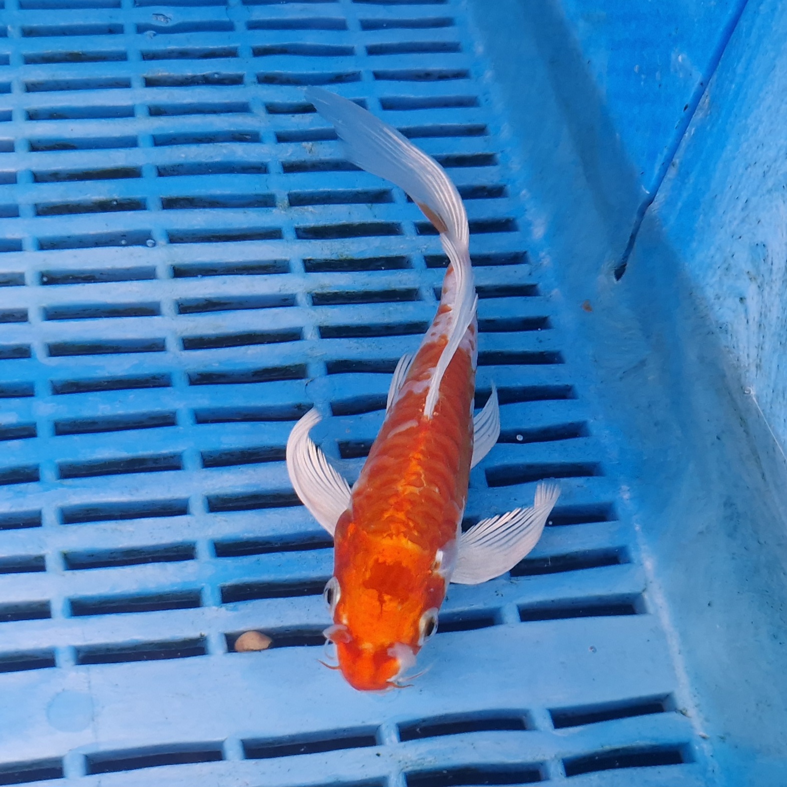 Butterfly Koi Carp for sale - Koi Fish at Love Aquatics
