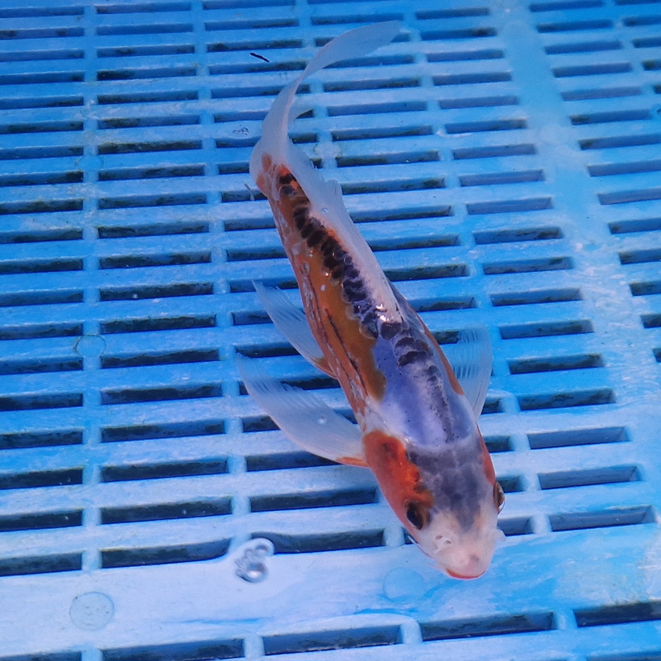 Butterfly Koi Carp for sale - Koi Fish at Love Aquatics