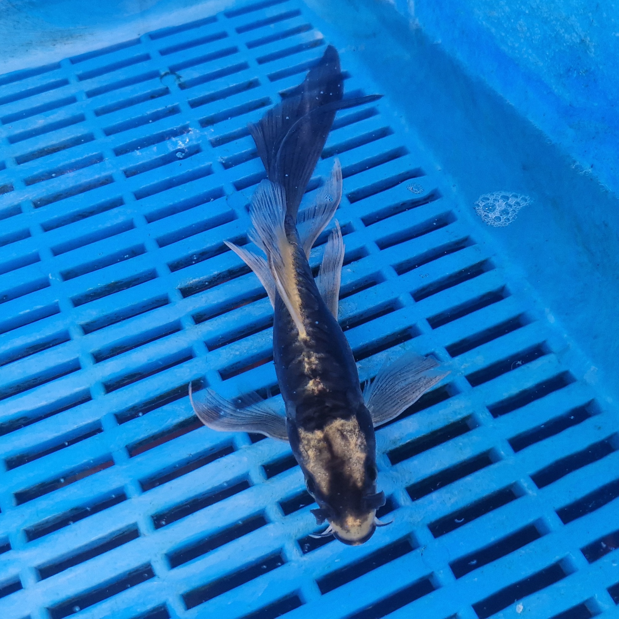 Butterfly Koi Carp for sale - Koi Fish at Love Aquatics