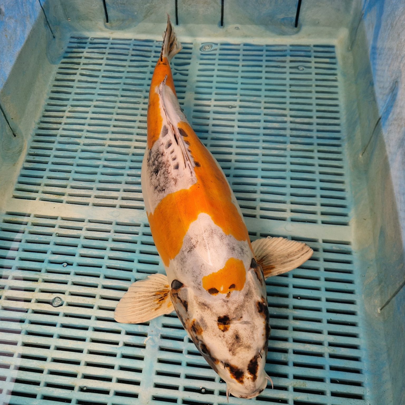 Premium Koi Carp Fish and Supplies - Love Aquatics