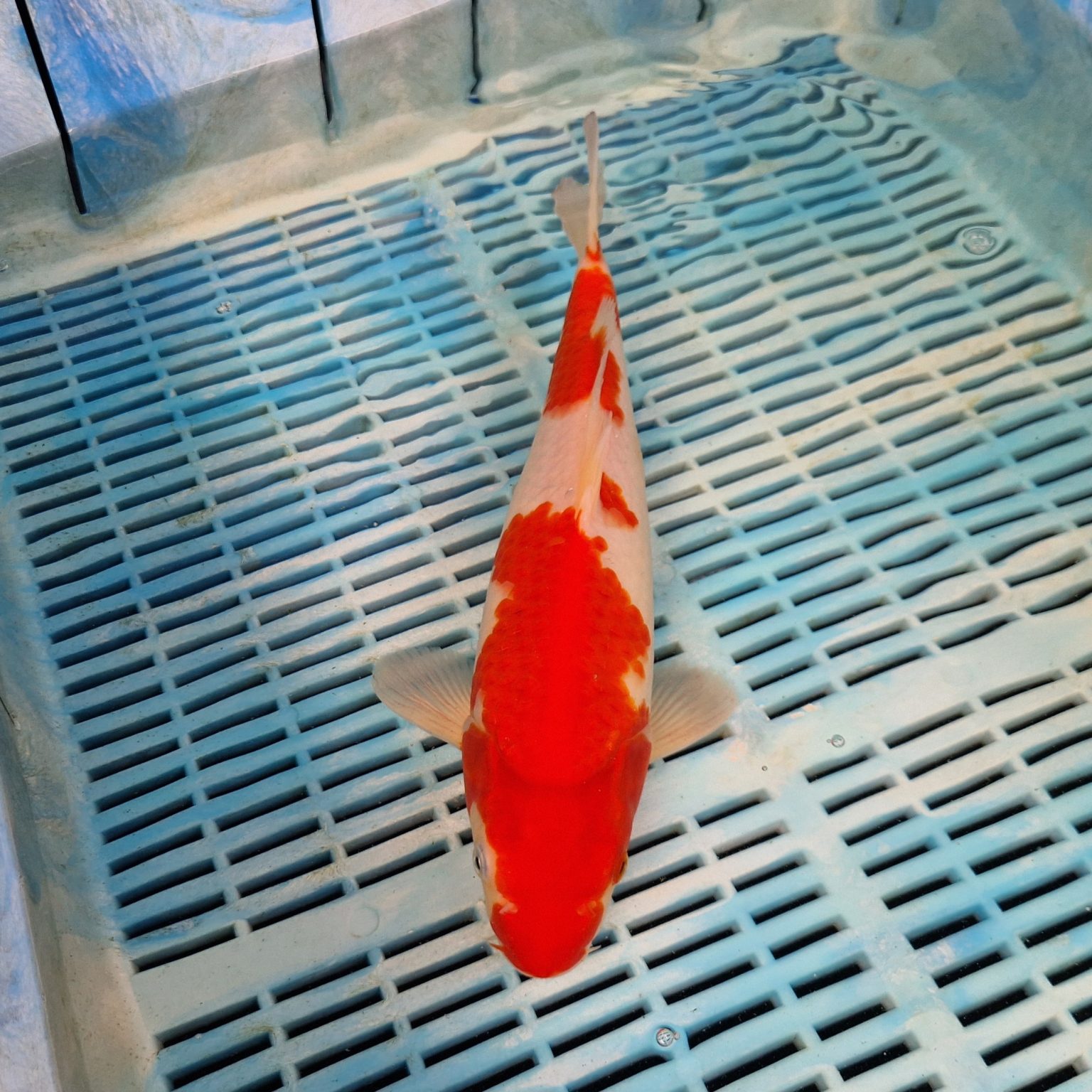 Premium Koi Carp Fish and Supplies - Love Aquatics