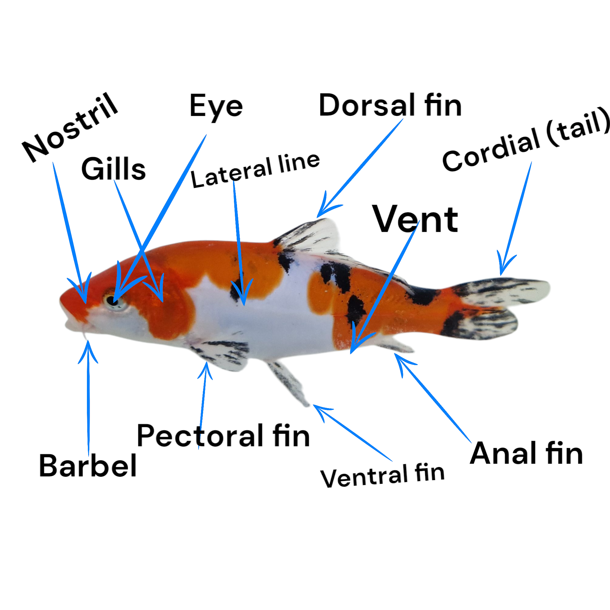Koi Fish Anatomy - Love Aquatics