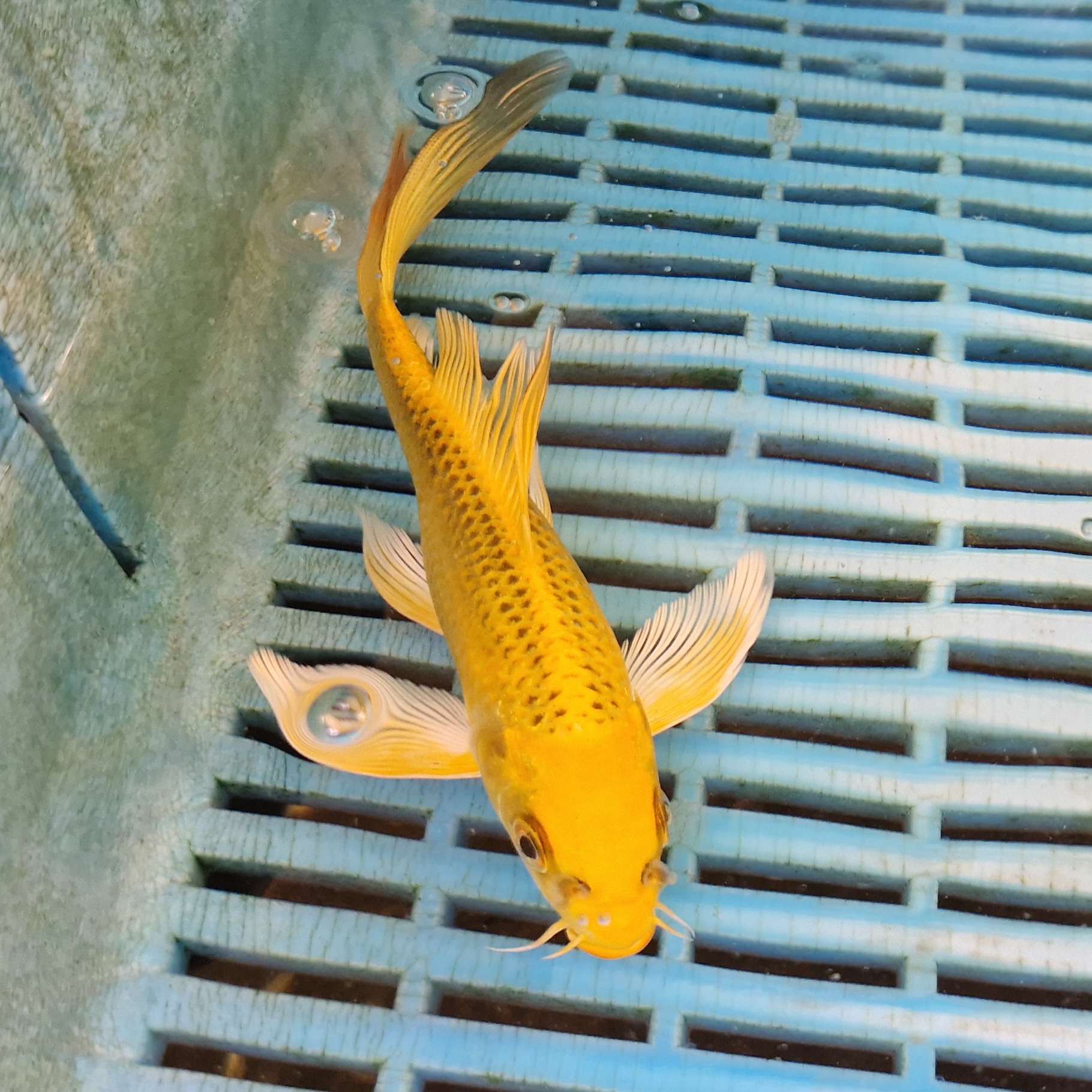 Butterfly Koi Carp For Sale - Koi Fish at Love Aquatics
