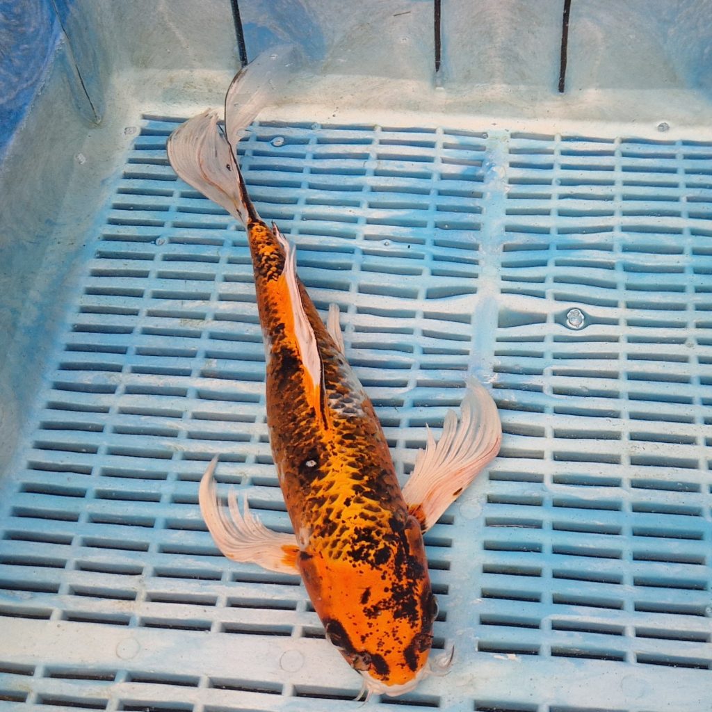 Premium Koi Carp Fish and Supplies - Love Aquatics