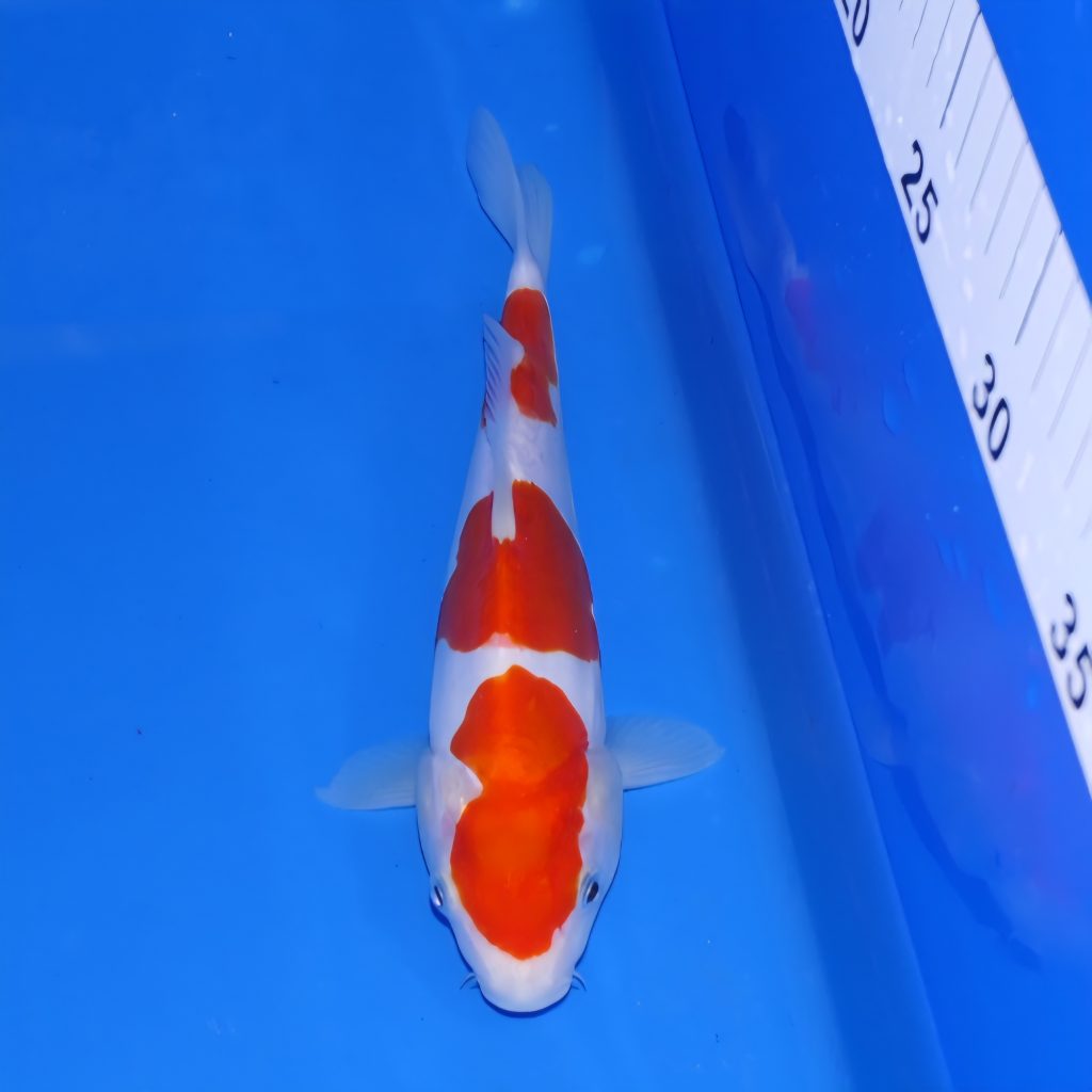 Premium Koi Carp Fish and Supplies - Love Aquatics