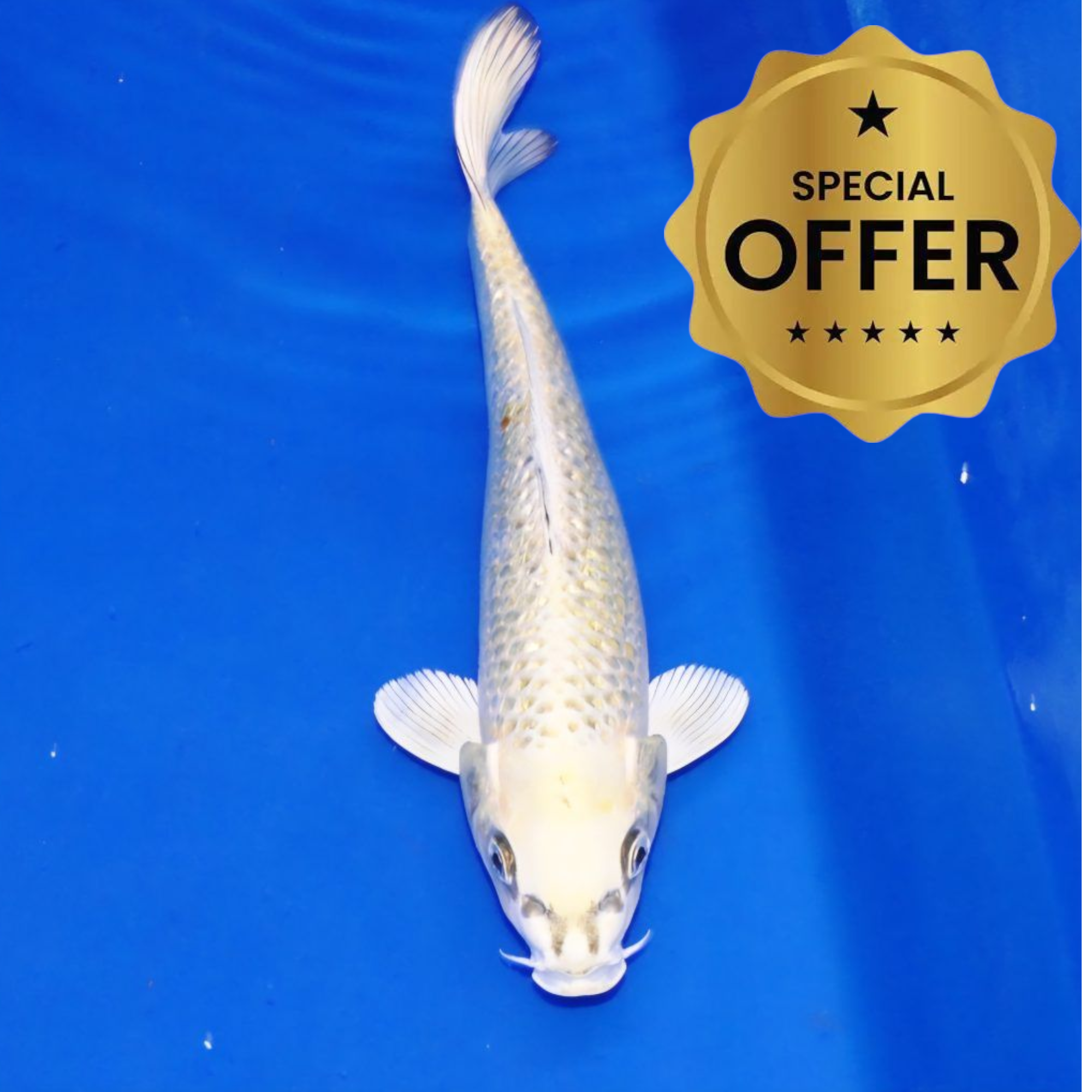 Premium Koi Carp Fish and Supplies - Love Aquatics