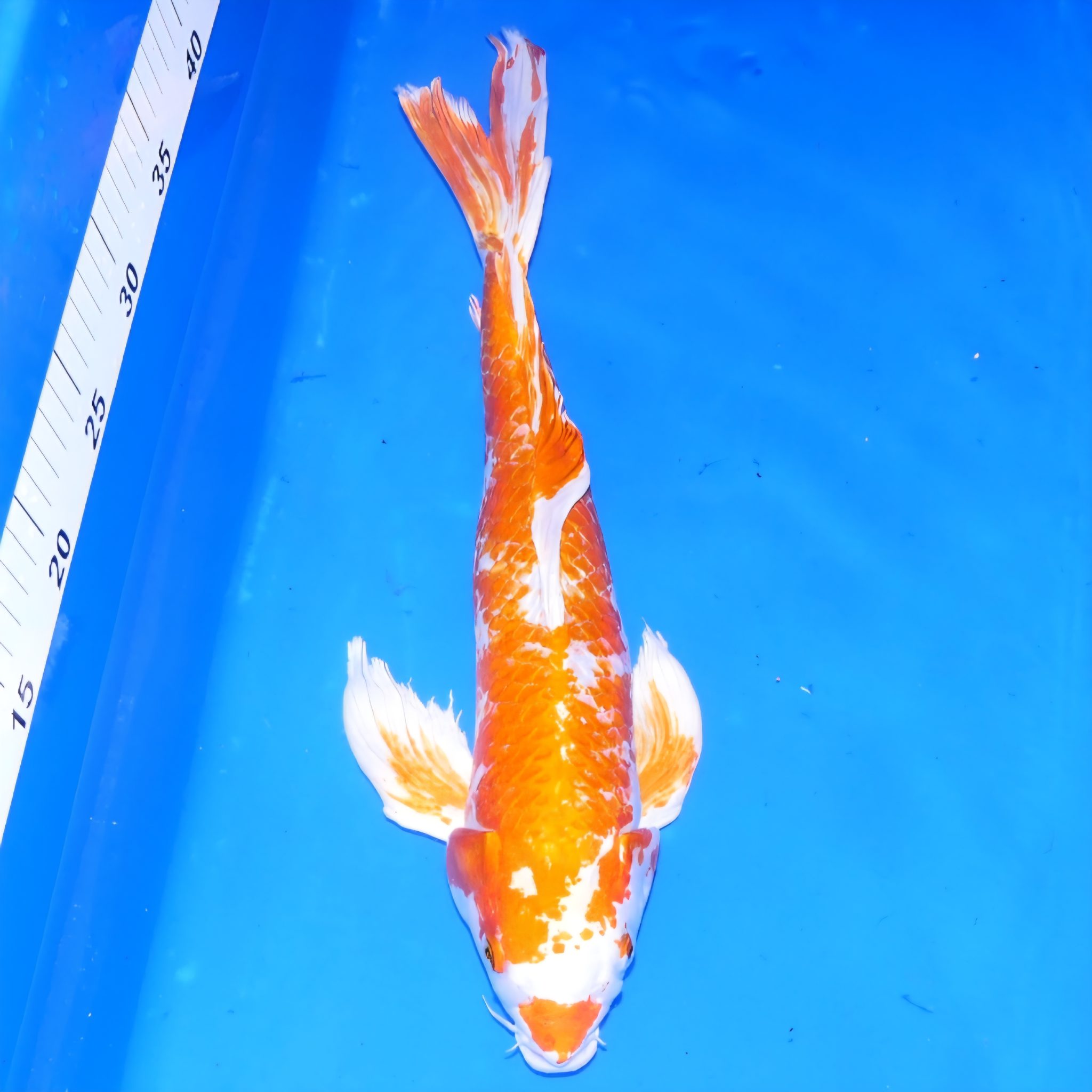 Premium Koi Carp For Sale & Koi Food - Love Aquatics