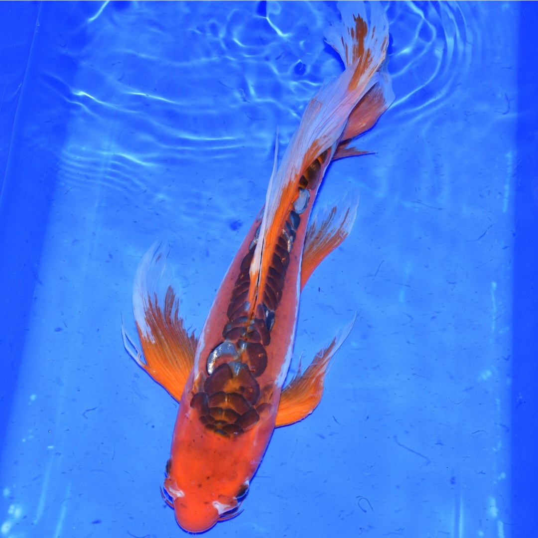 40cm Shusui Butterfly Koi Carp For Sale - Free UK Delivery