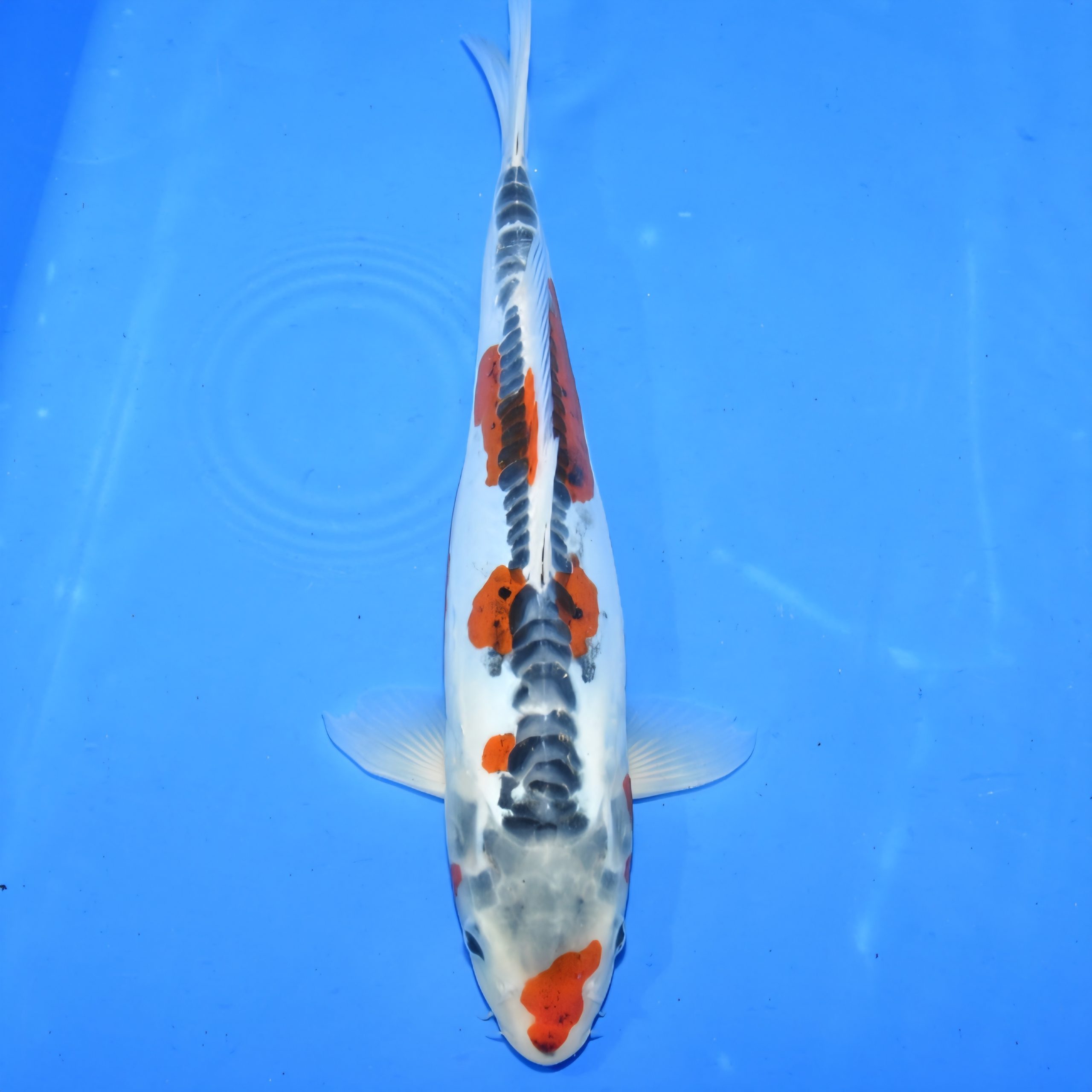 35cm Shusui Koi Carp For Sale - Free UK Delivery