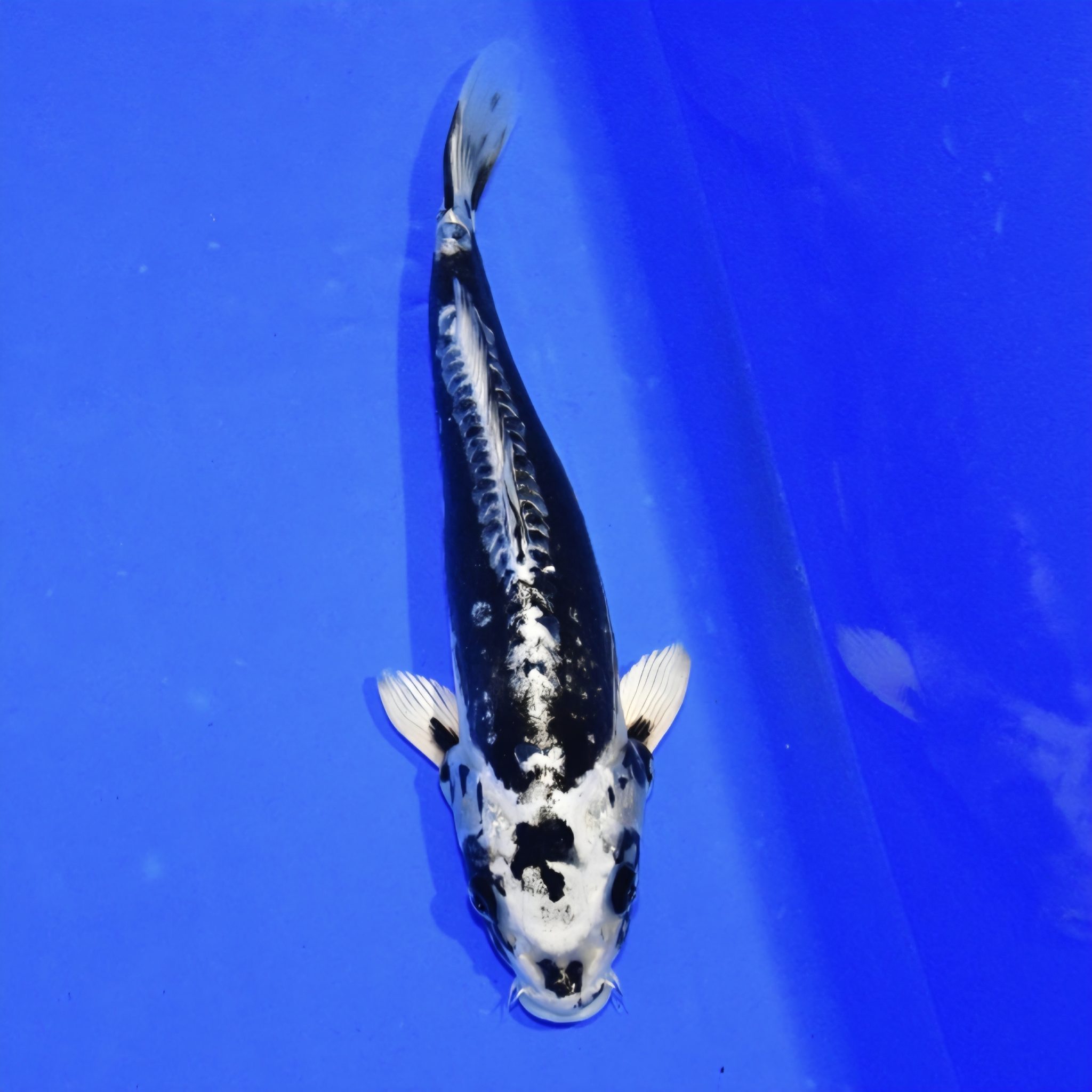 32cm Kumonryu Koi Carp For Sale - Free UK Delivery