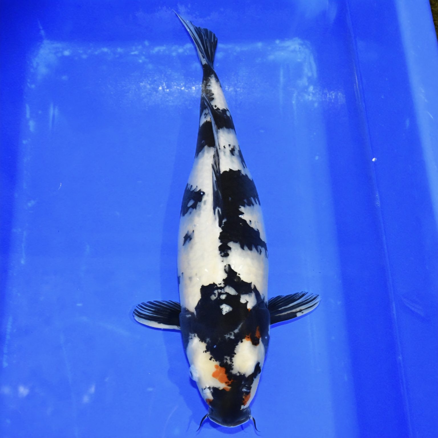 50cm Showa Koi For Sale - Free UK Delivery